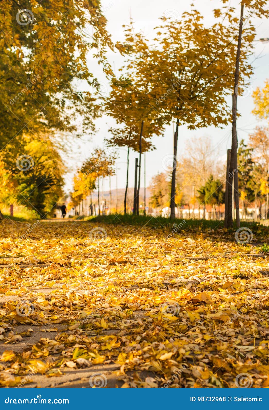 Park Covered in Fallen Leaves, Autumn Scene Stock Photo - Image of park ...