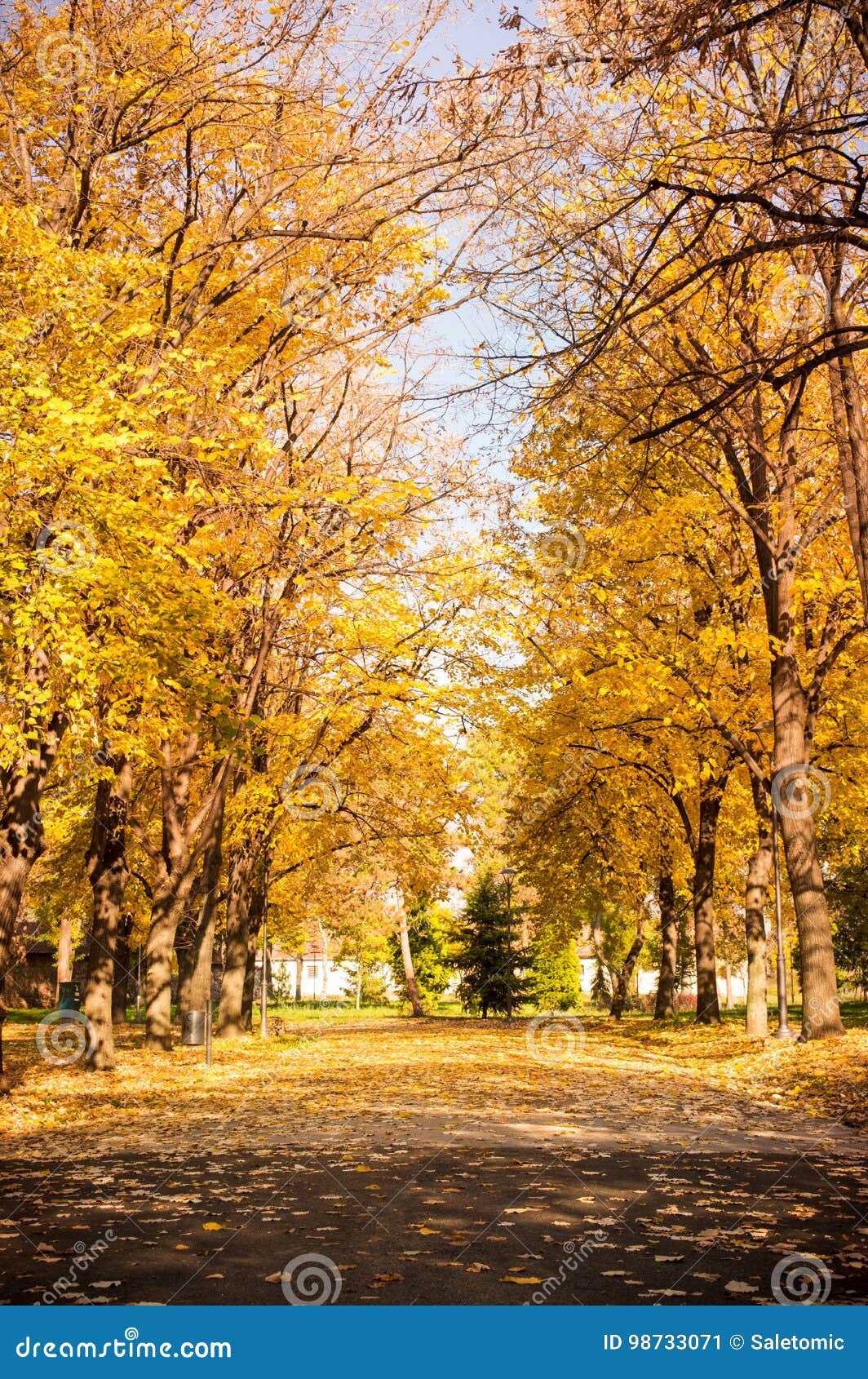 Park Covered in Fallen Leaves, Autumn Scene Stock Image - Image of ...