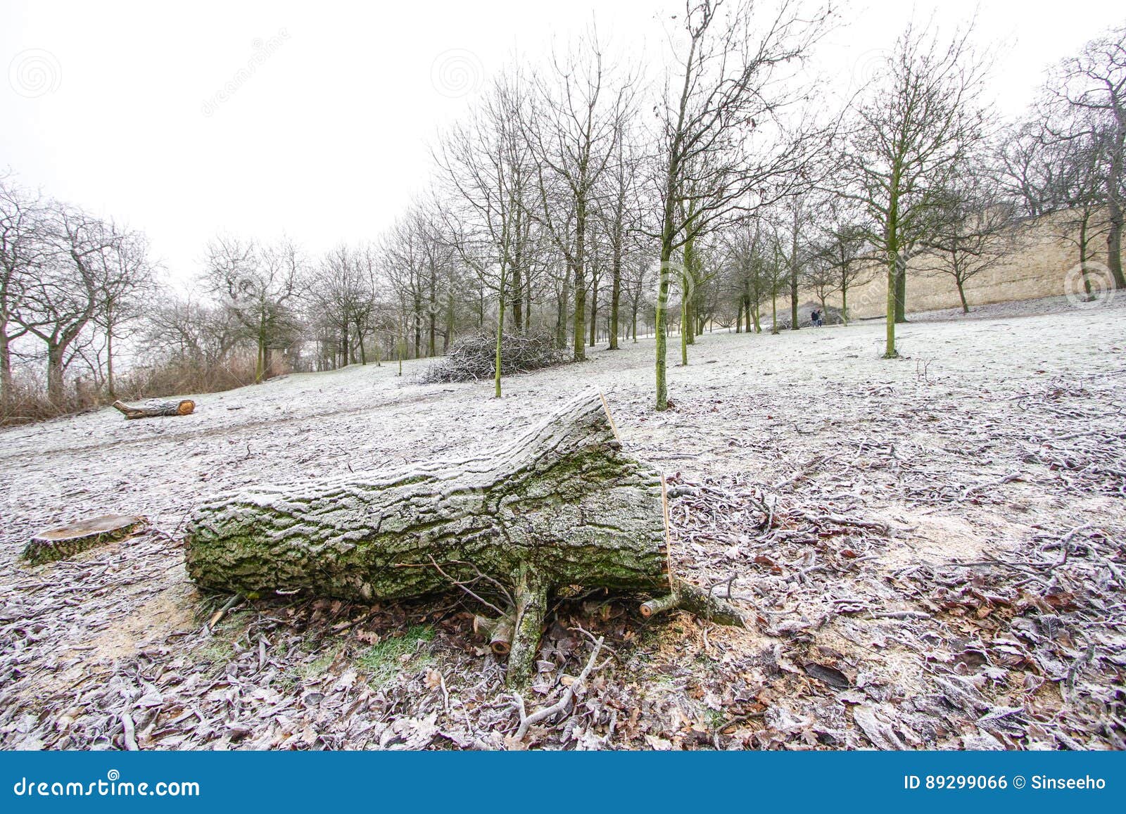 Park Covered with Light Snow Stock Photo - Image of branches, white ...