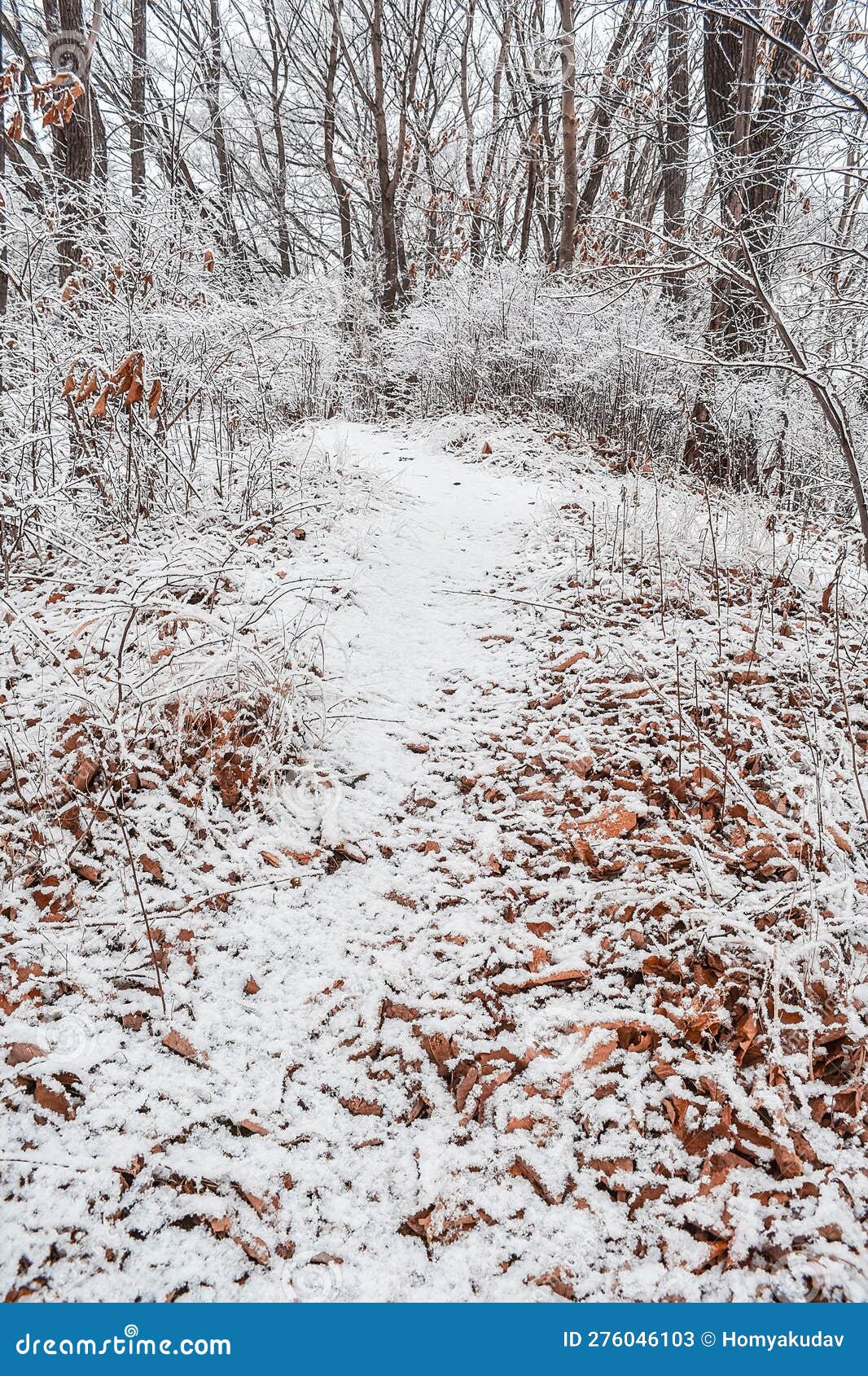 The Park is Covered with a Thin Layer of Snow in Winter. Stock Image ...