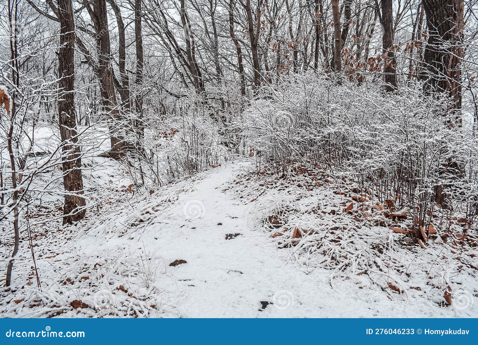 The Park is Covered with a Thin Layer of Snow in Winter. Stock Image ...