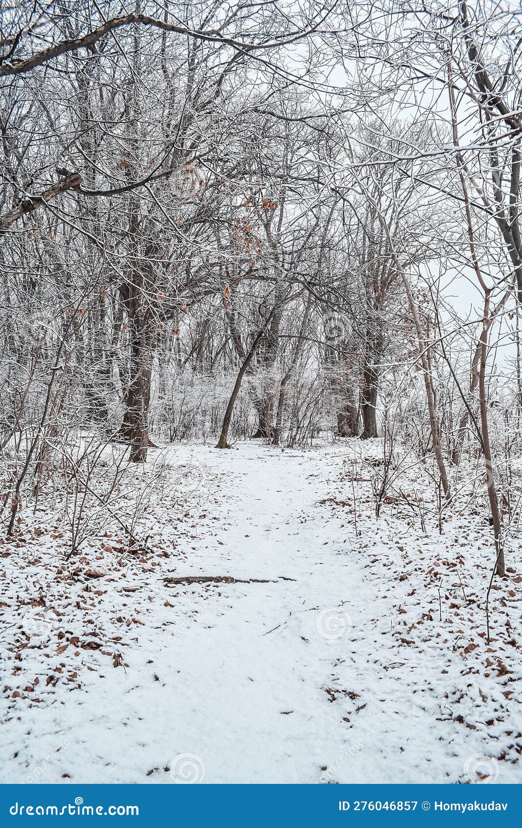 The Park is Covered with a Thin Layer of Snow in Winter. Stock Image ...