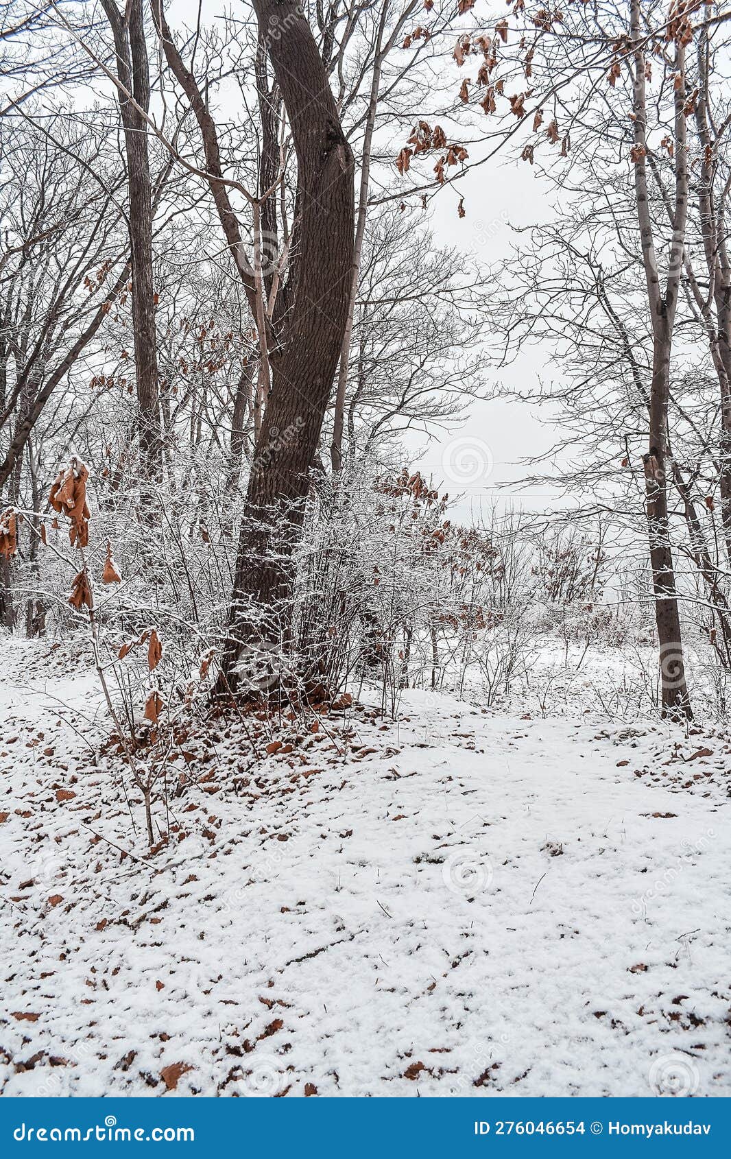 The Park is Covered with a Thin Layer of Snow in Winter. Stock Photo ...