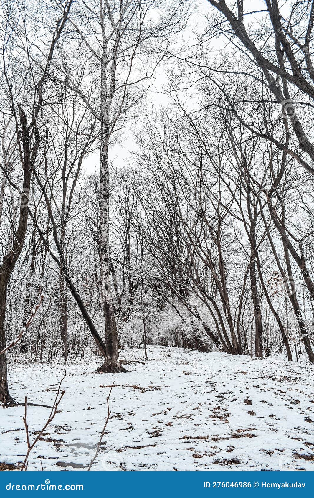 The Park is Covered with a Thin Layer of Snow in Winter. Stock Photo ...