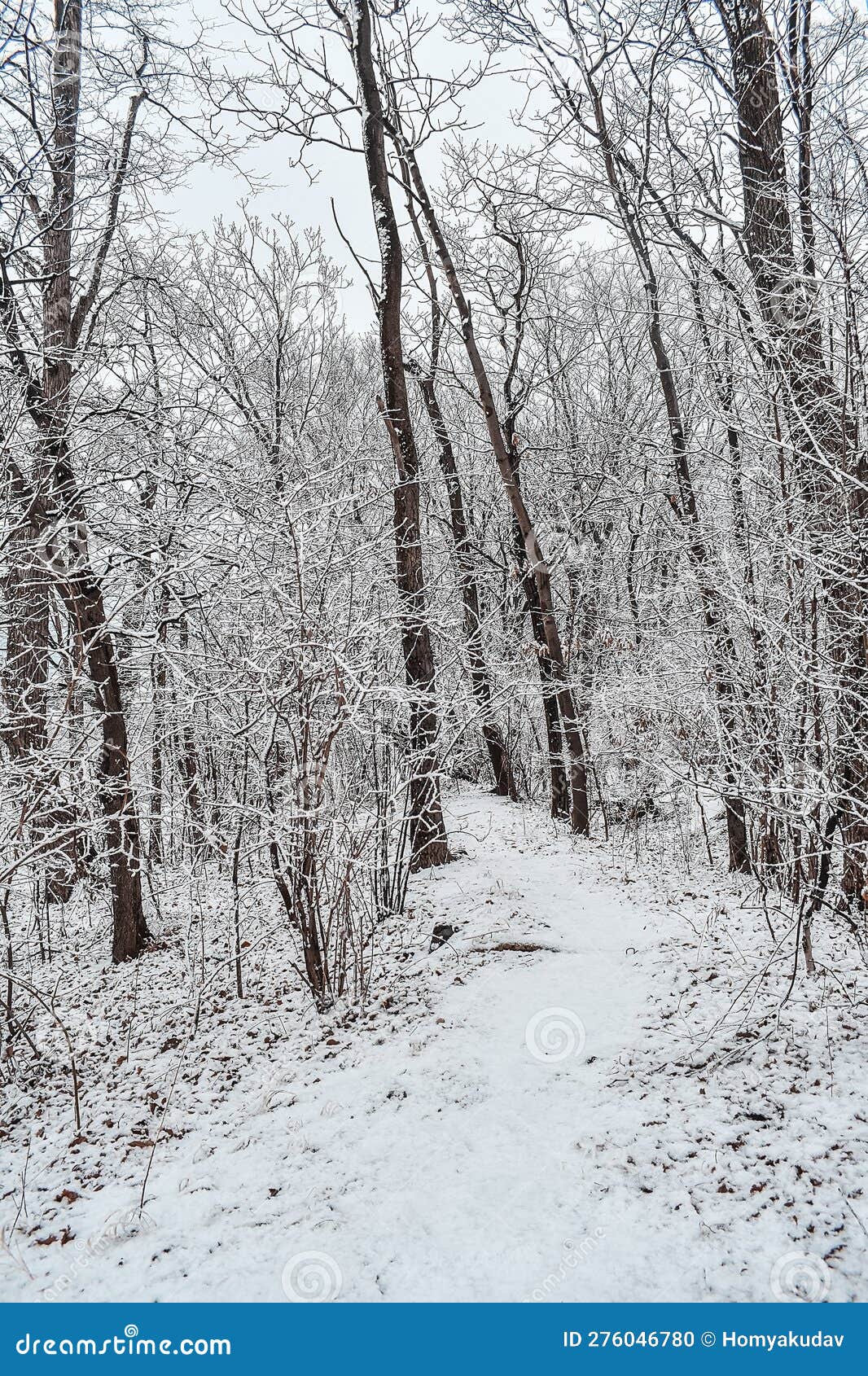 The Park is Covered with a Thin Layer of Snow in Winter. Stock Photo ...