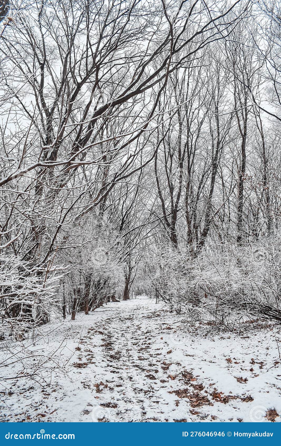 The Park is Covered with a Thin Layer of Snow in Winter. Stock Photo ...