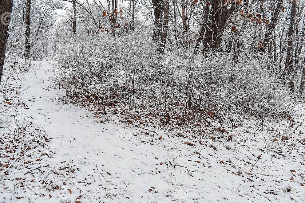 The Park is Covered with a Thin Layer of Snow in Winter. Stock Photo ...