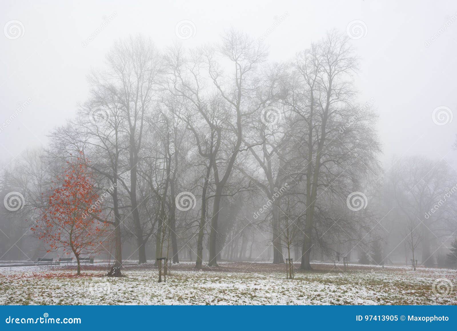 Park in December after the First Snow in Fog Stock Image - Image of ...