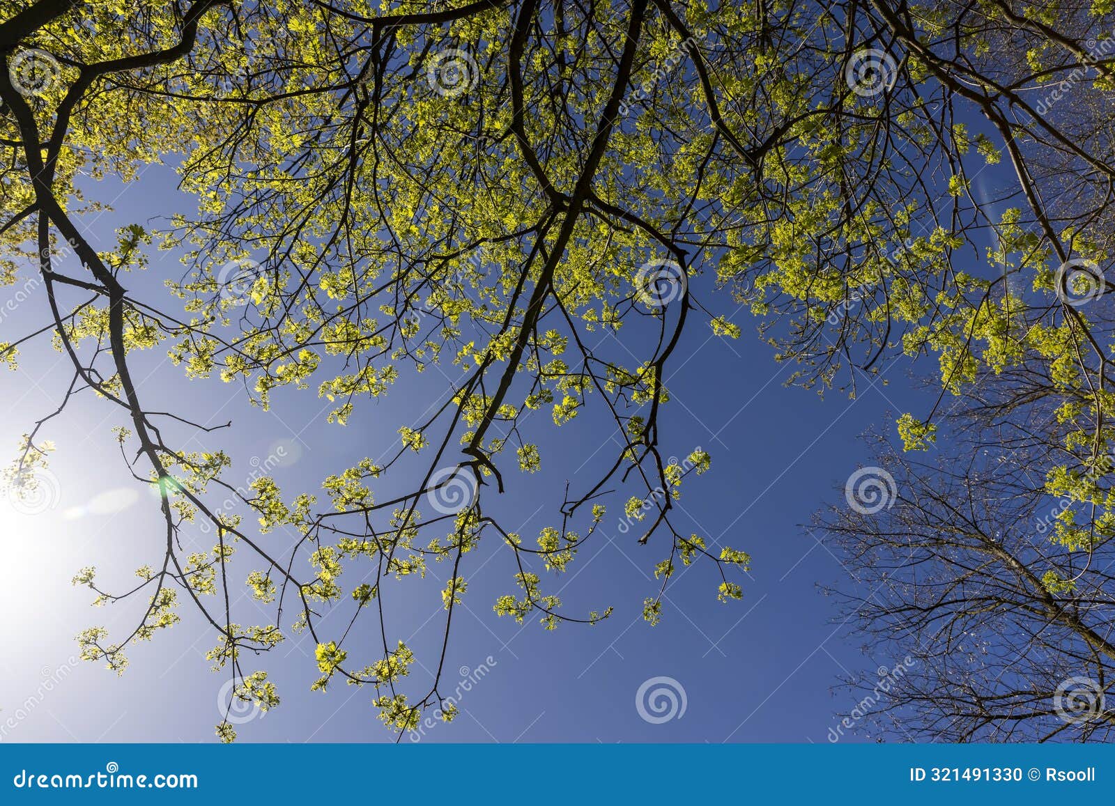 A Park with Different Types of Trees in the Spring during Flowering ...
