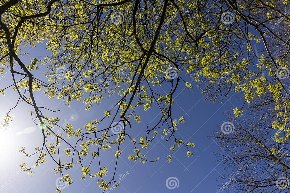 A Park with Different Types of Trees in the Spring during Flowering ...