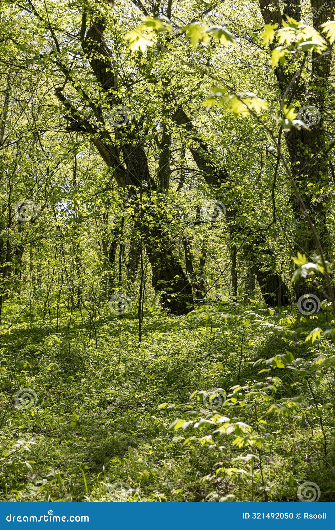 A Park with Different Types of Trees in the Spring during Flowering ...