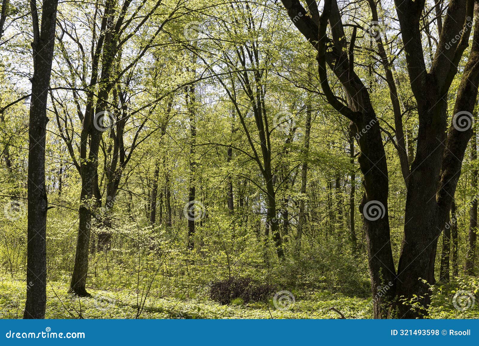A Park with Different Types of Trees in the Spring during Flowering ...