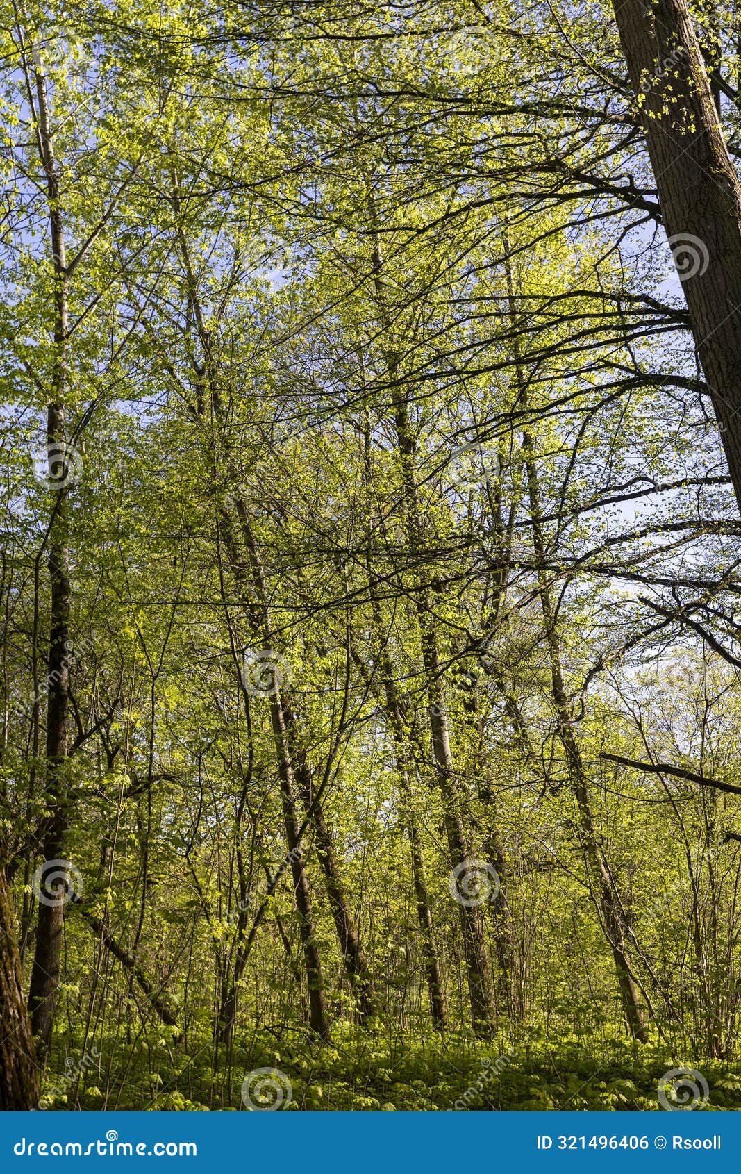 A Park with Different Types of Trees in the Spring during Flowering ...