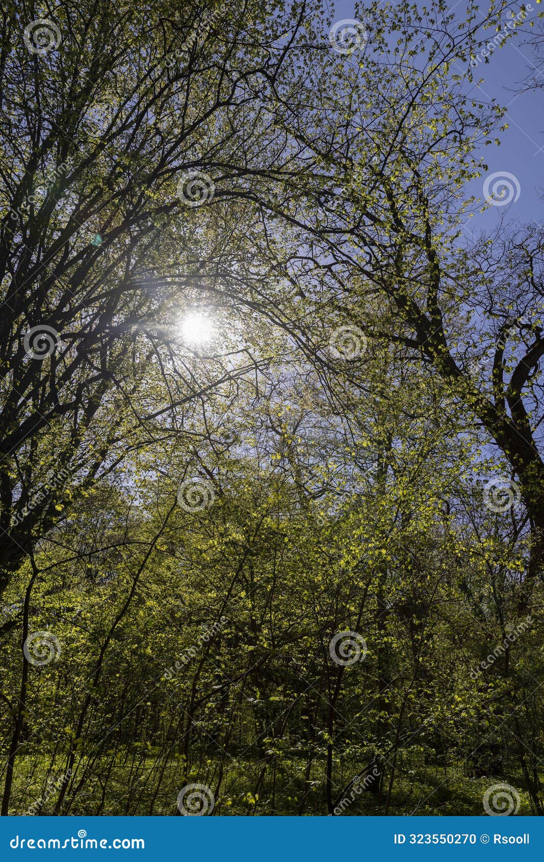 A Park with Different Types of Trees in the Spring during Flowering ...