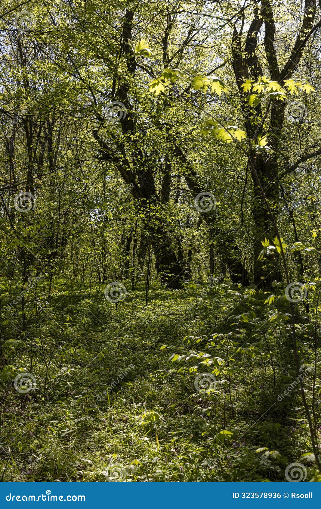 A Park with Different Types of Trees in the Spring during Flowering ...
