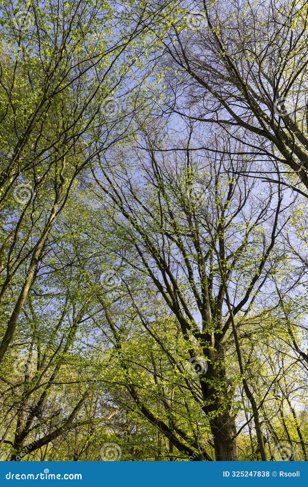 A Park with Different Types of Trees in the Spring during Flowering ...