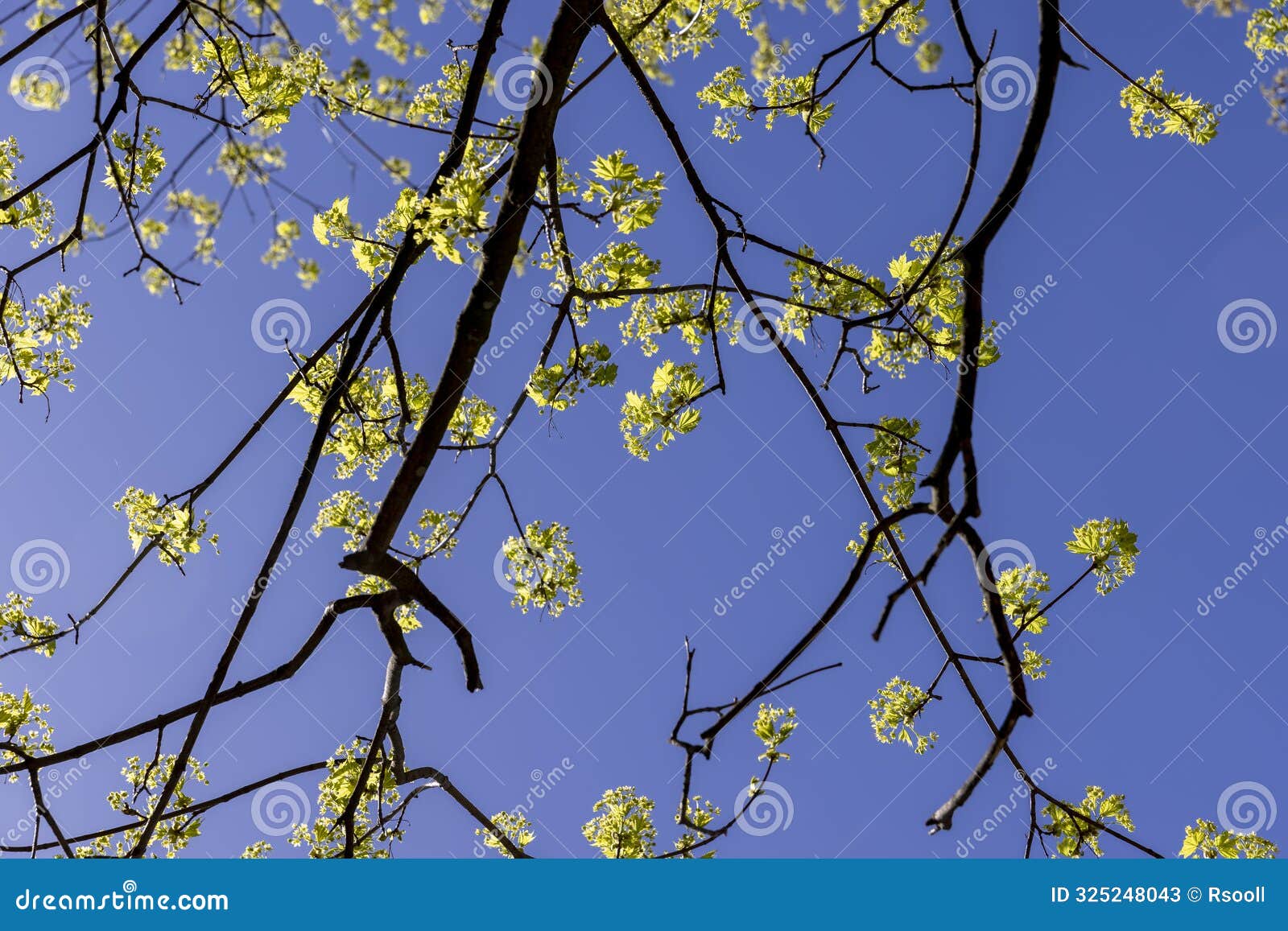 A Park with Different Types of Trees in the Spring during Flowering ...
