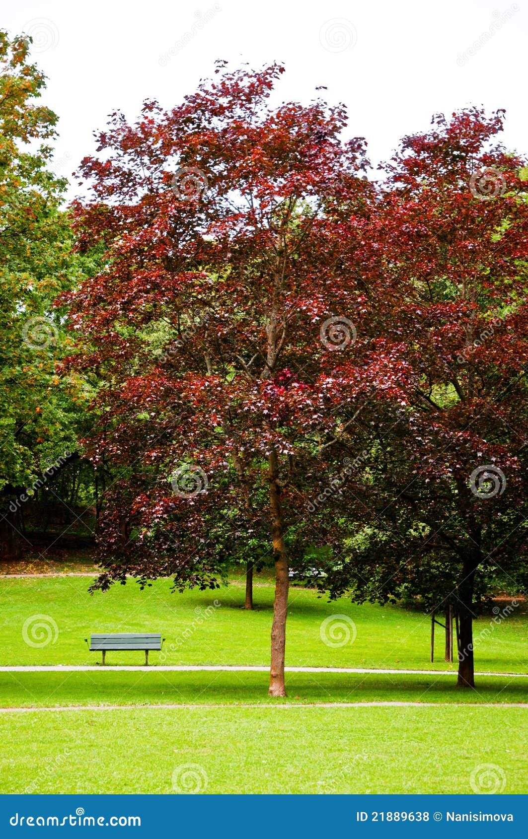 Park in the early autumn stock photo. Image of road, restful - 21889638