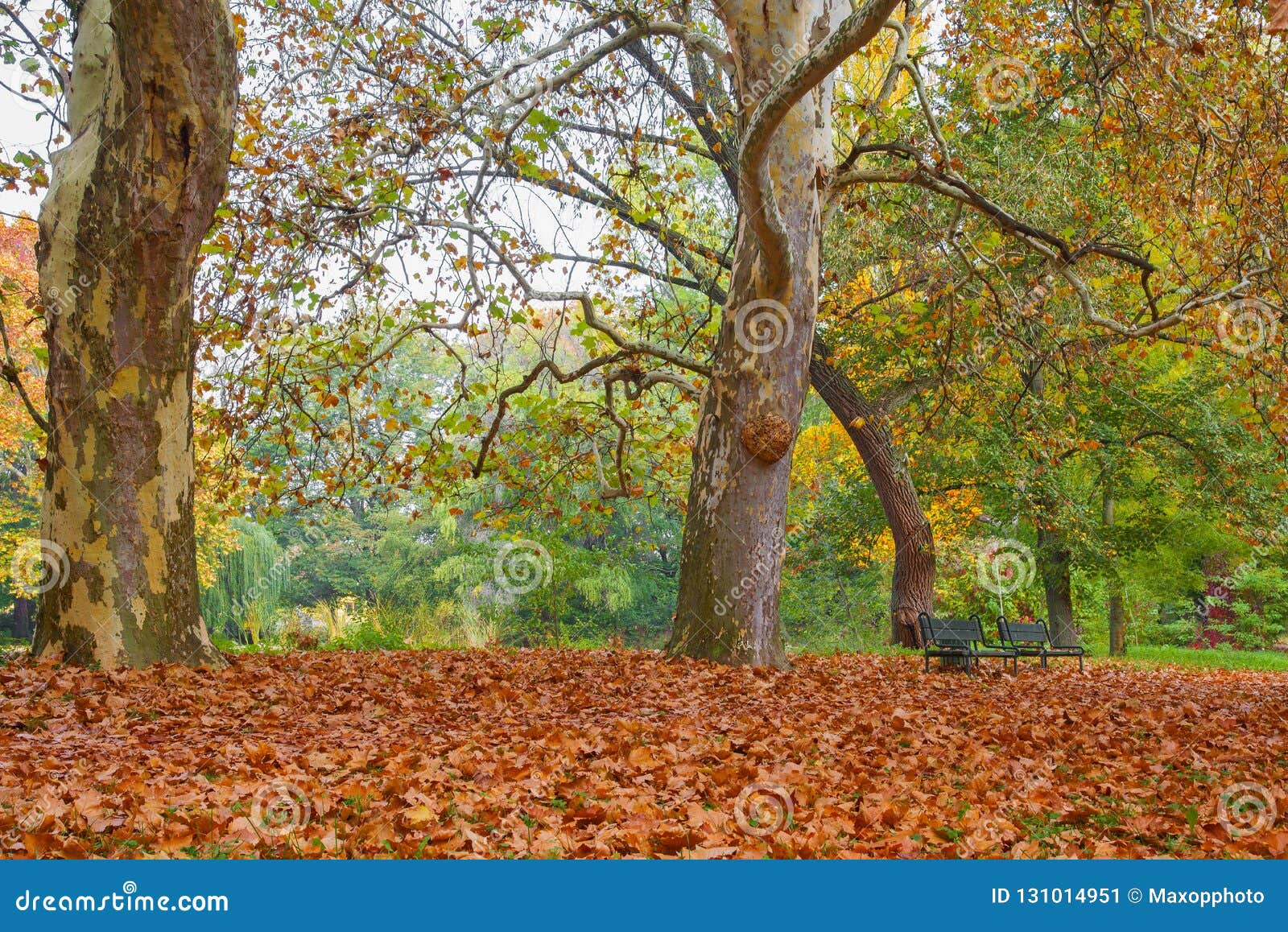 Park in the Early Fall with the Big Tree. Stock Image - Image of ...