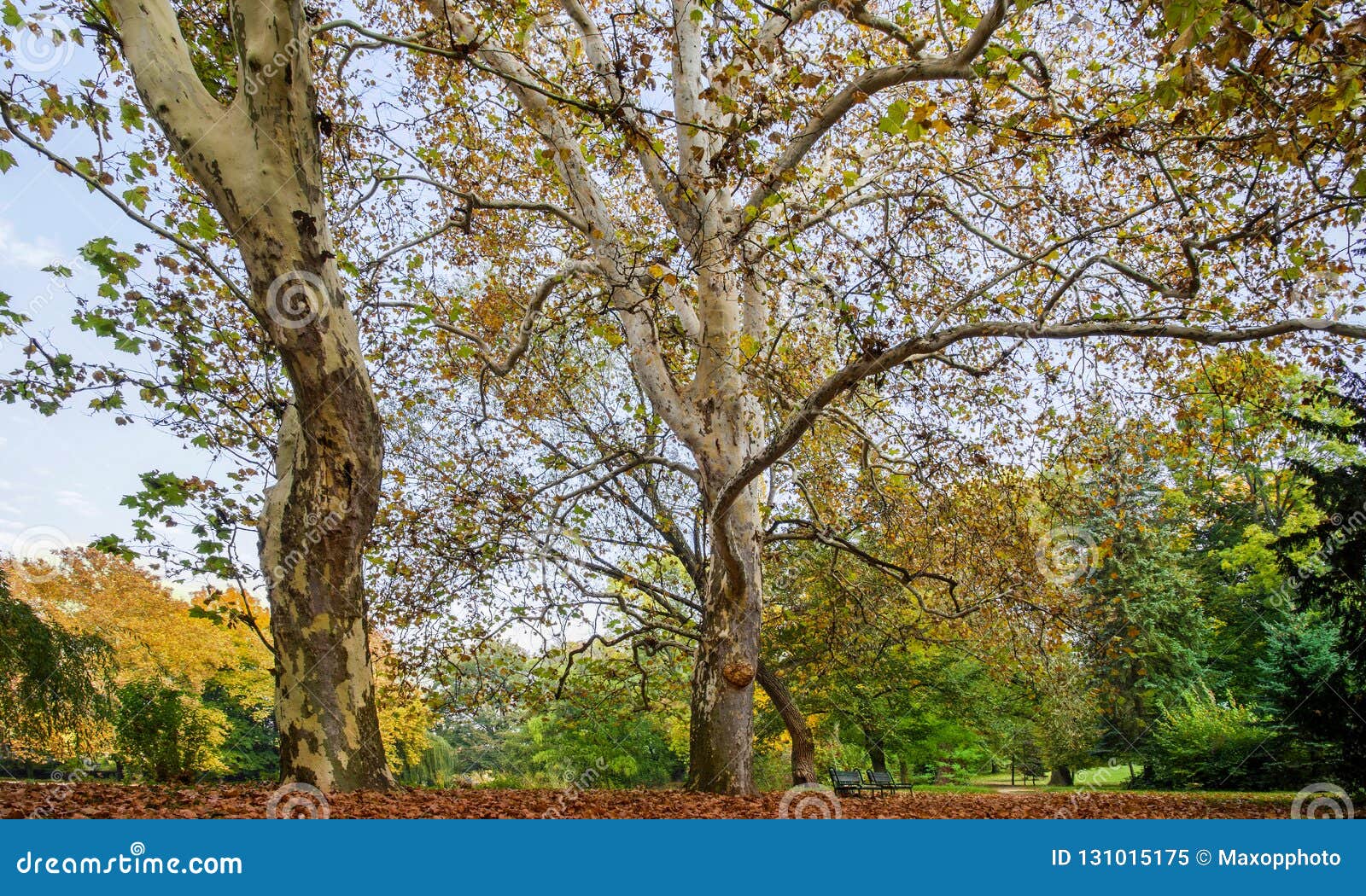 Park in the Early Fall with the Big Tree. Stock Image - Image of ...