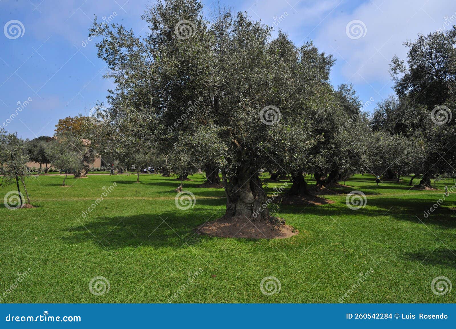 Park El Olivar in San Isidro, Lima, Peru Stock Photo - Image of grass ...