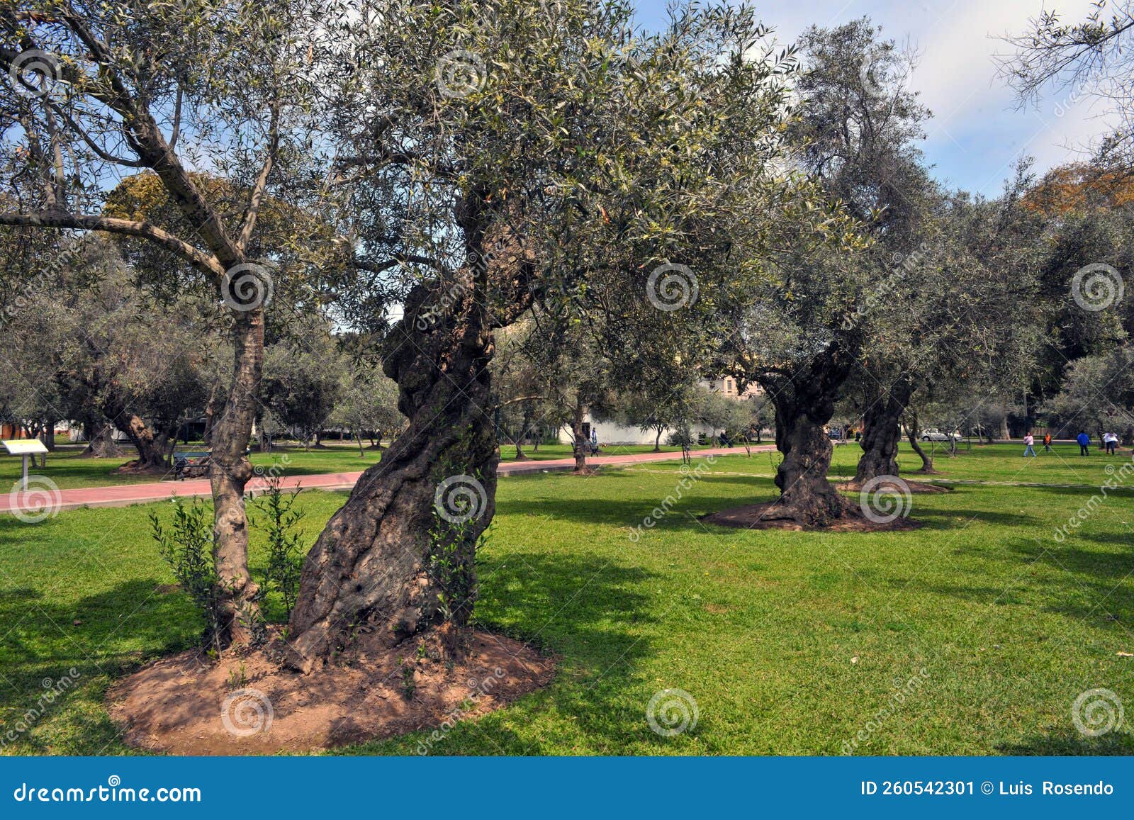 Park El Olivar in San Isidro, Lima, Peru Stock Image - Image of meadow ...