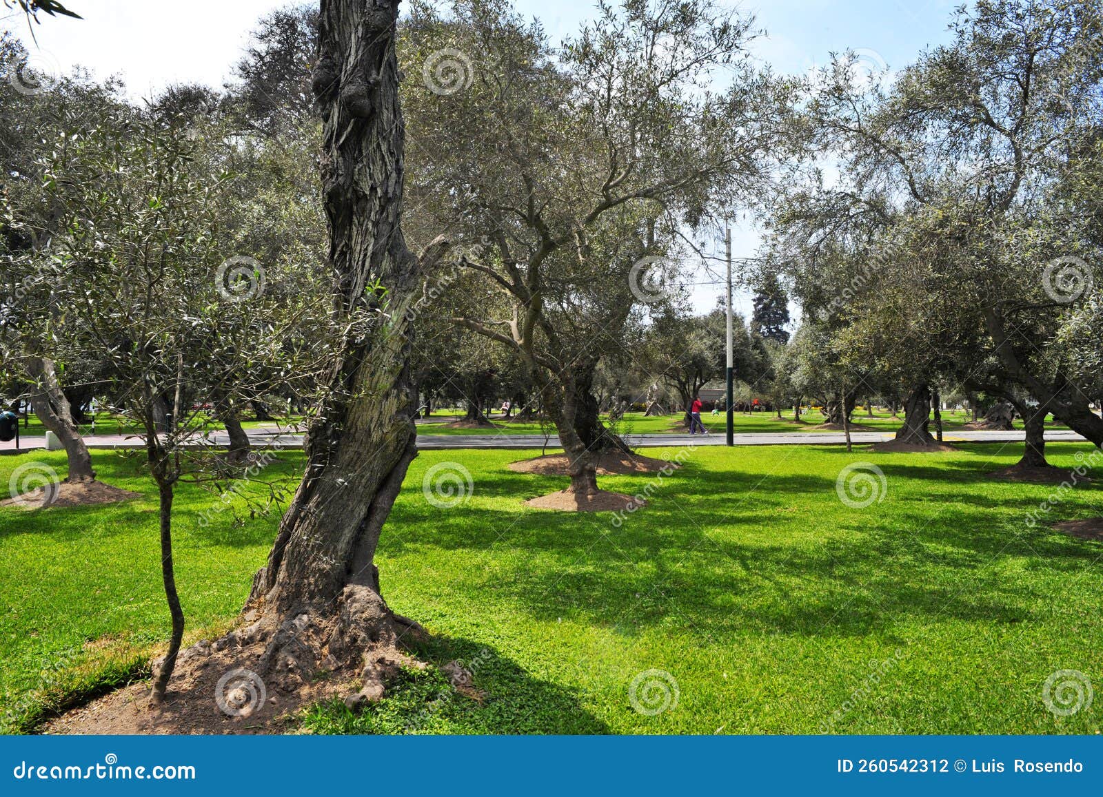 Park El Olivar in San Isidro, Lima, Peru Stock Photo - Image of ...