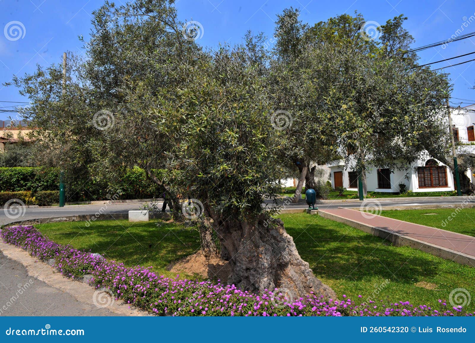 Park El Olivar in San Isidro, Lima, Peru Stock Photo - Image of shrub ...