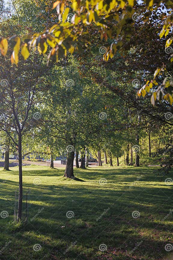 Park in the evening stock image. Image of grass, evening - 331227183