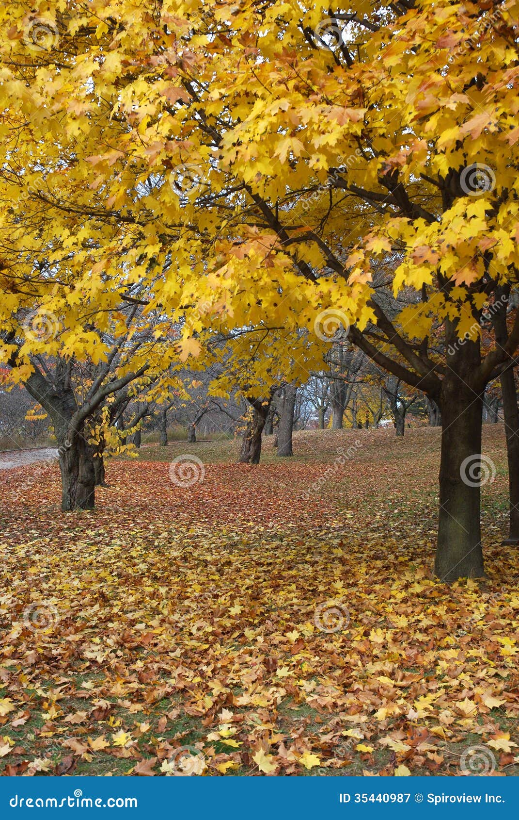 Park with fall colors stock image. Image of park, maple - 35440987