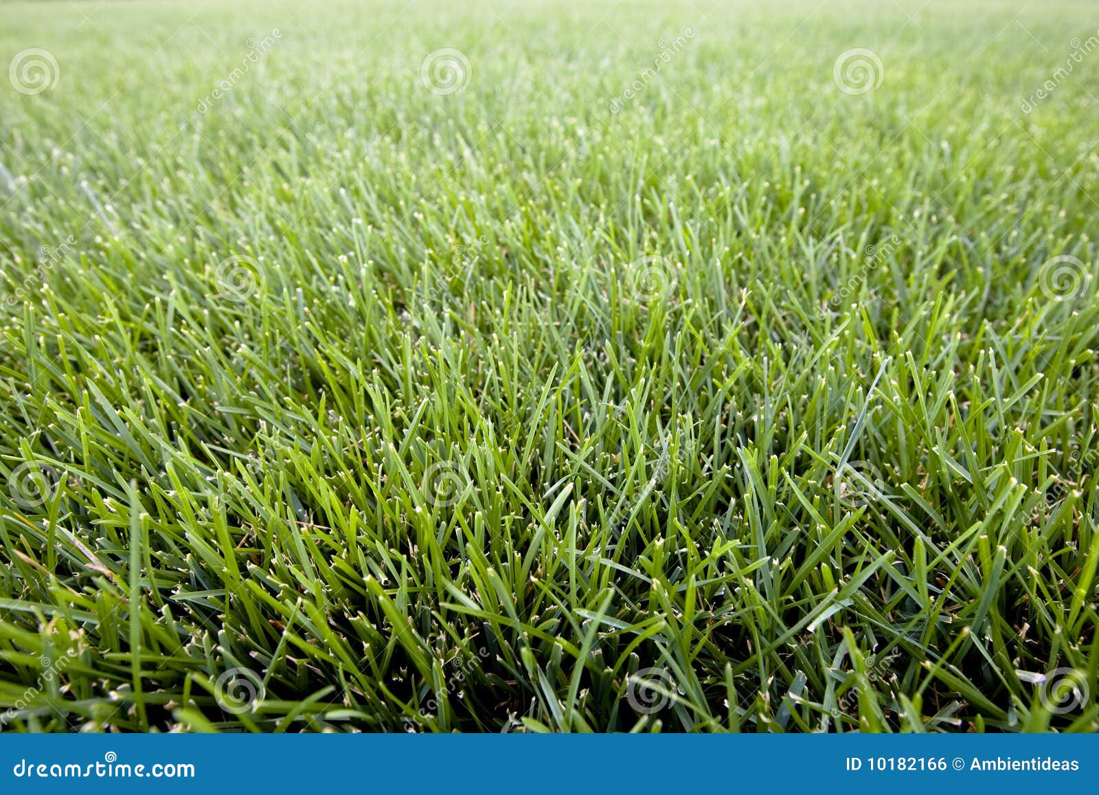 Park Field of Green Grass stock photo. Image of nature - 10182166