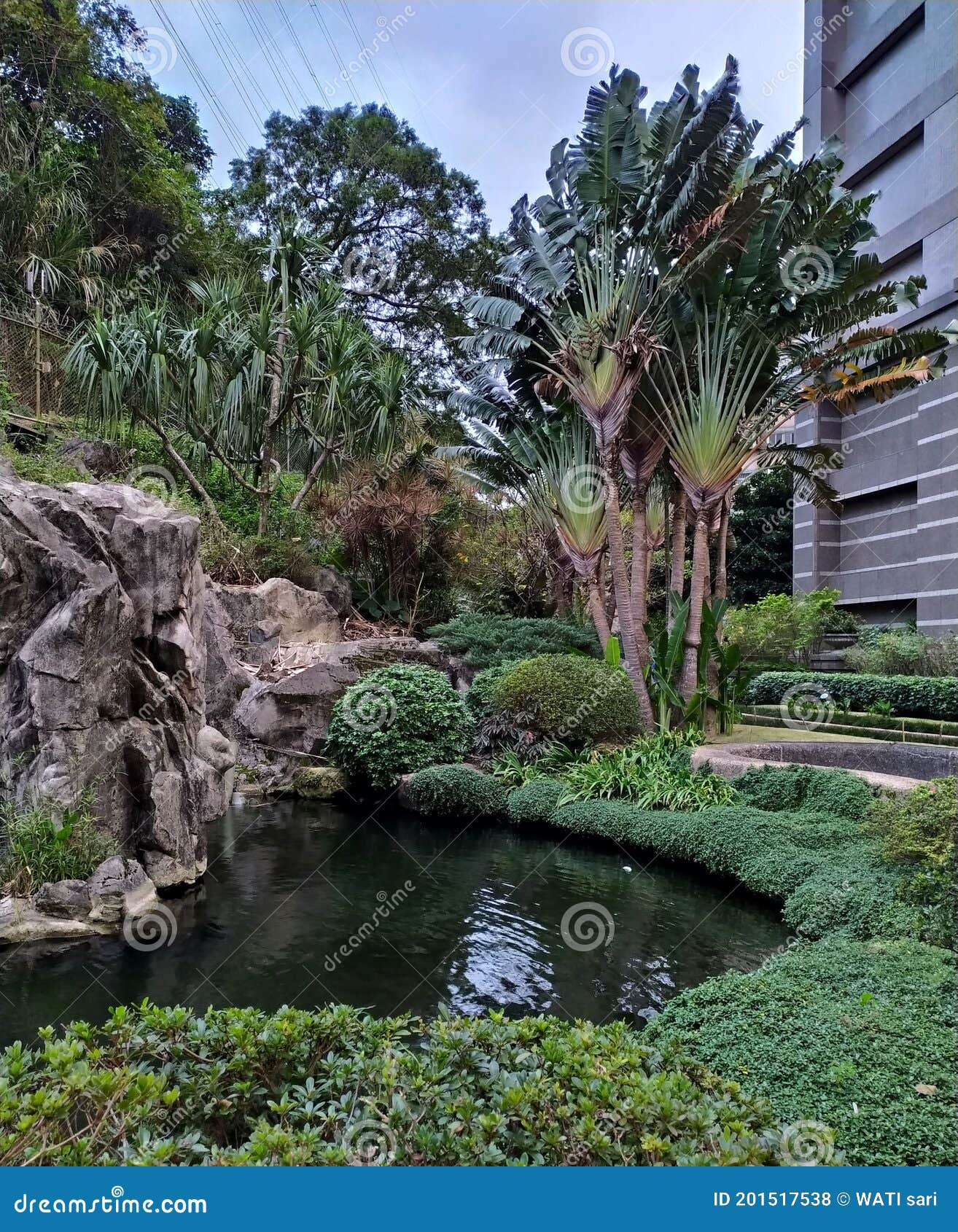 A park fish pond stock photo. Image of watercourse, jungle - 201517538
