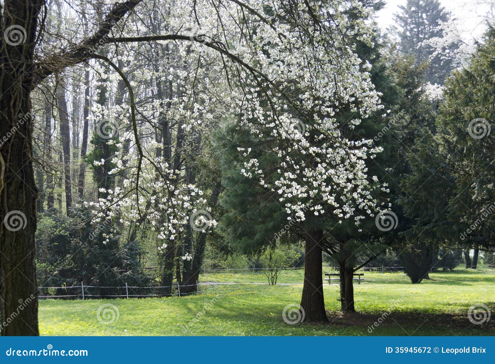 Park with flourishing tree stock photo. Image of blossoms - 35945672