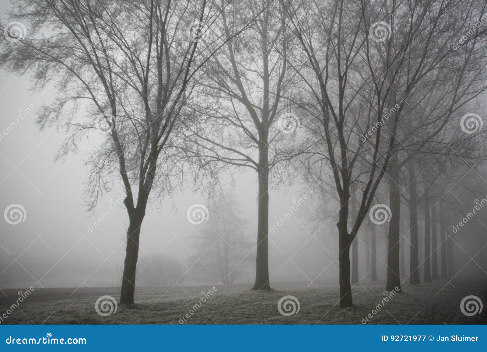 Park in fog in spring. stock image. Image of tree, twigs - 92721977