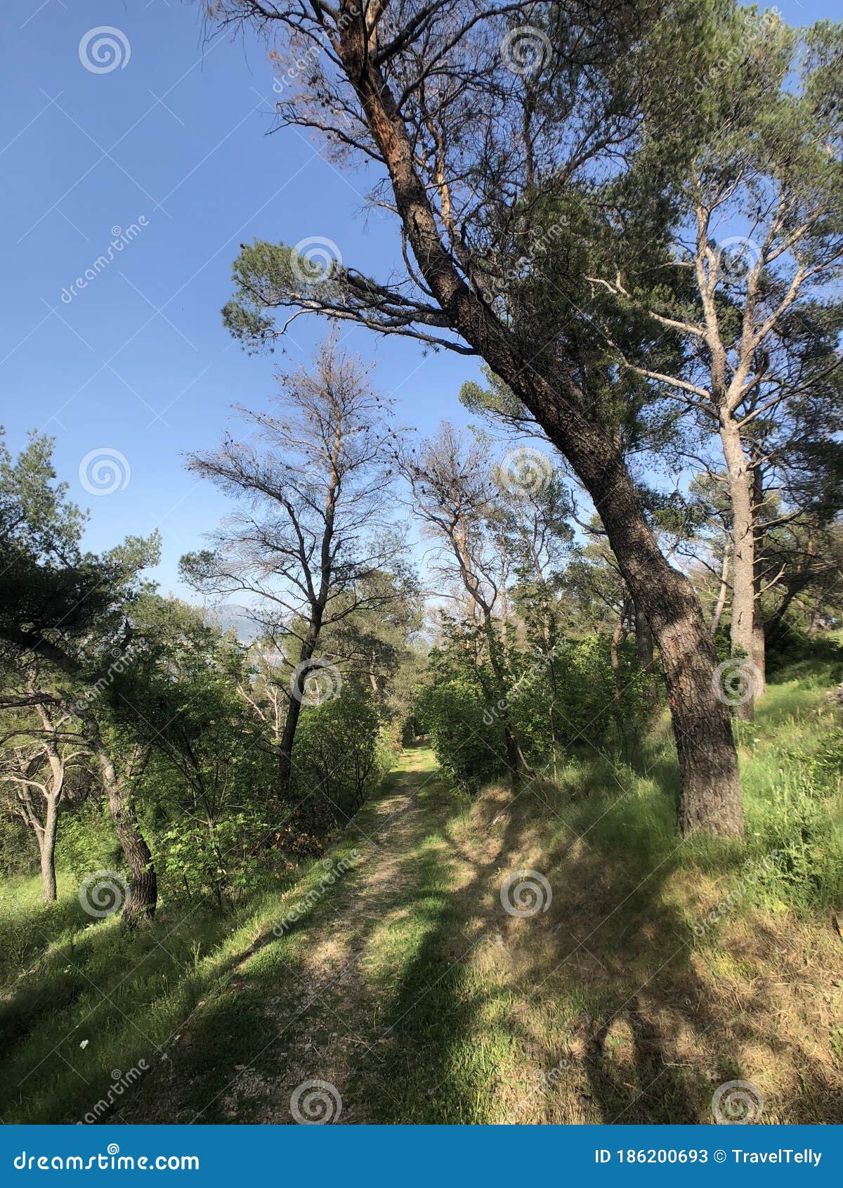 Park Forest Marjan in Split Stock Image - Image of stone, forest: 186200693