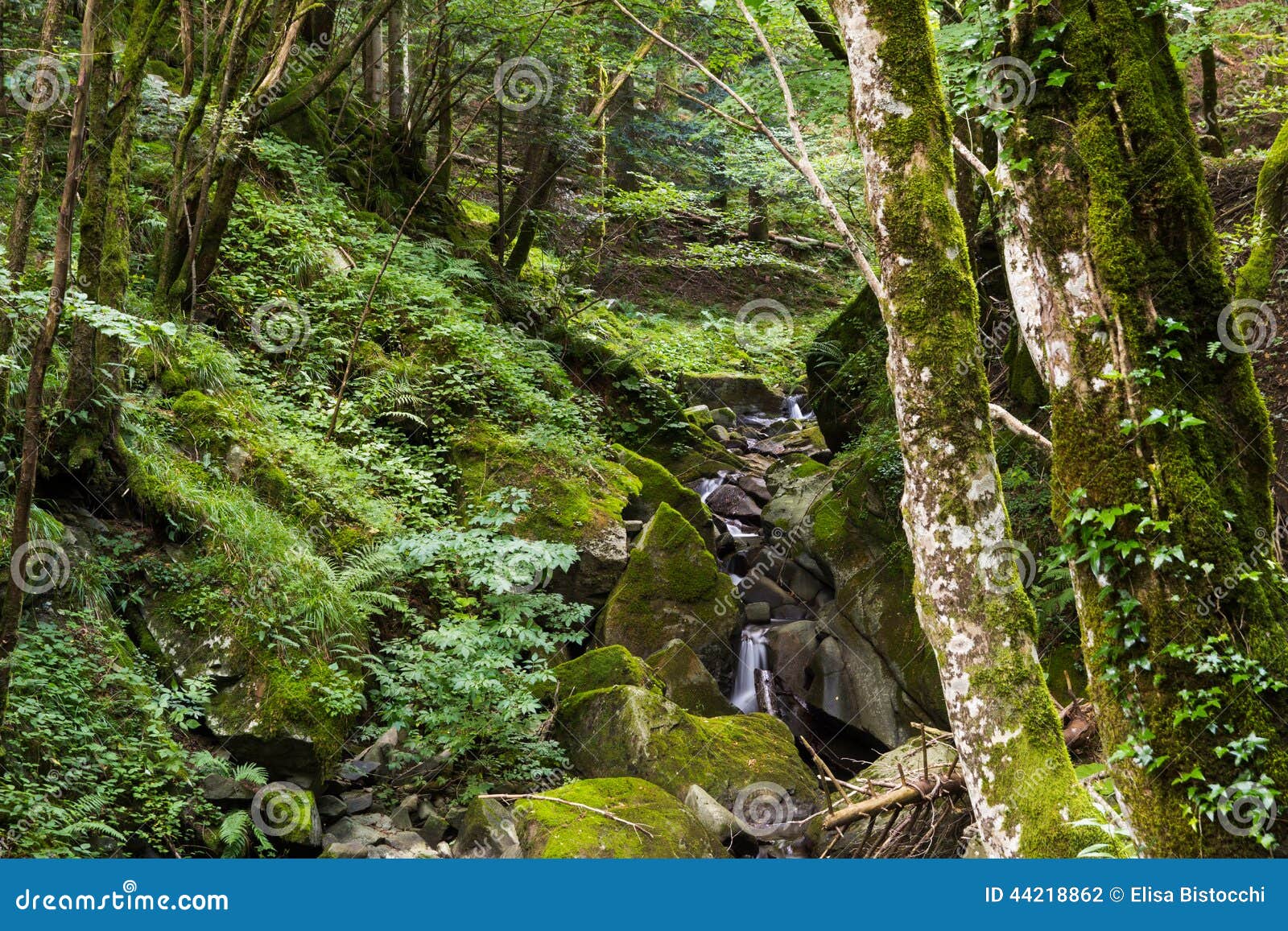 The Park of Foreste Casentinesi, Tuscany Stock Photo - Image of ...