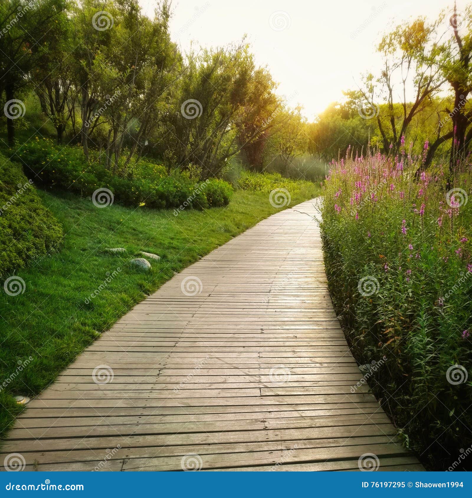 Golden Path Stock Photos - Royalty Free Pictures