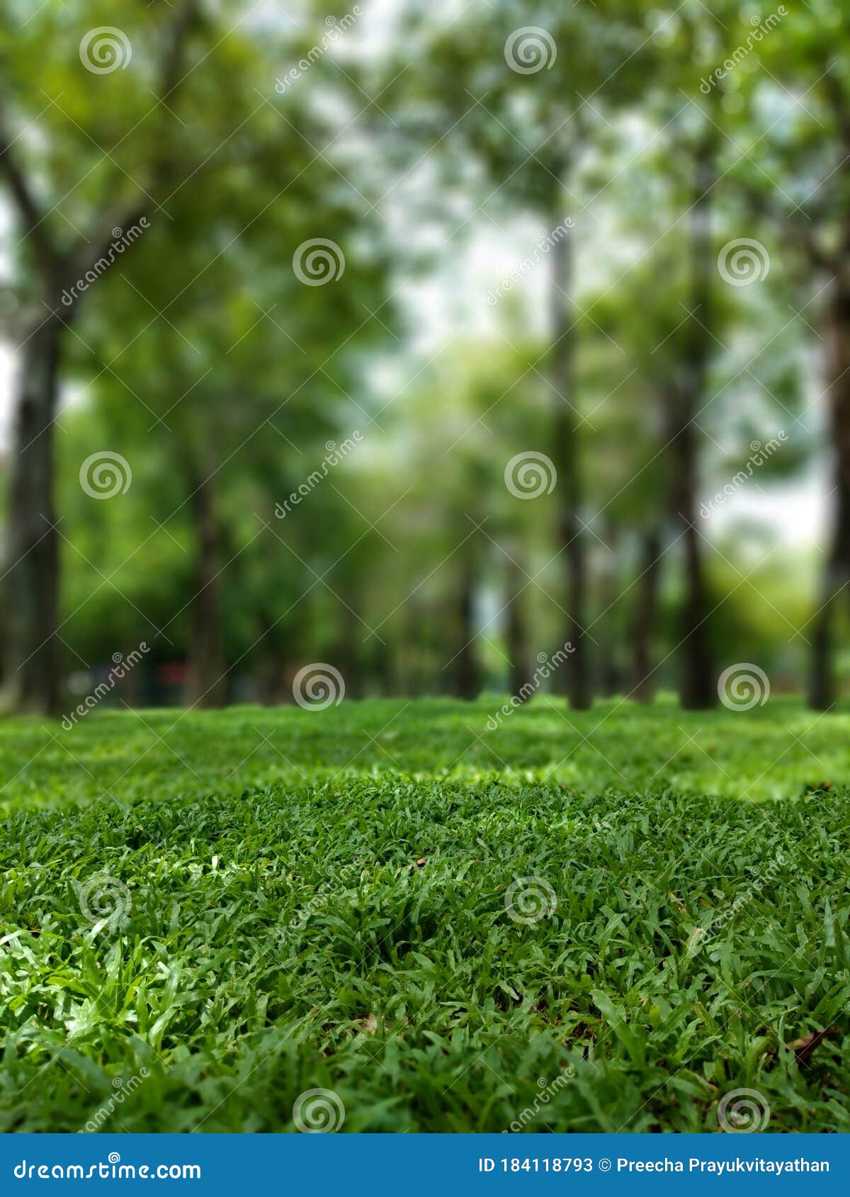 The Park is a Green Area that is Refreshing and Peaceful. Stock Image ...