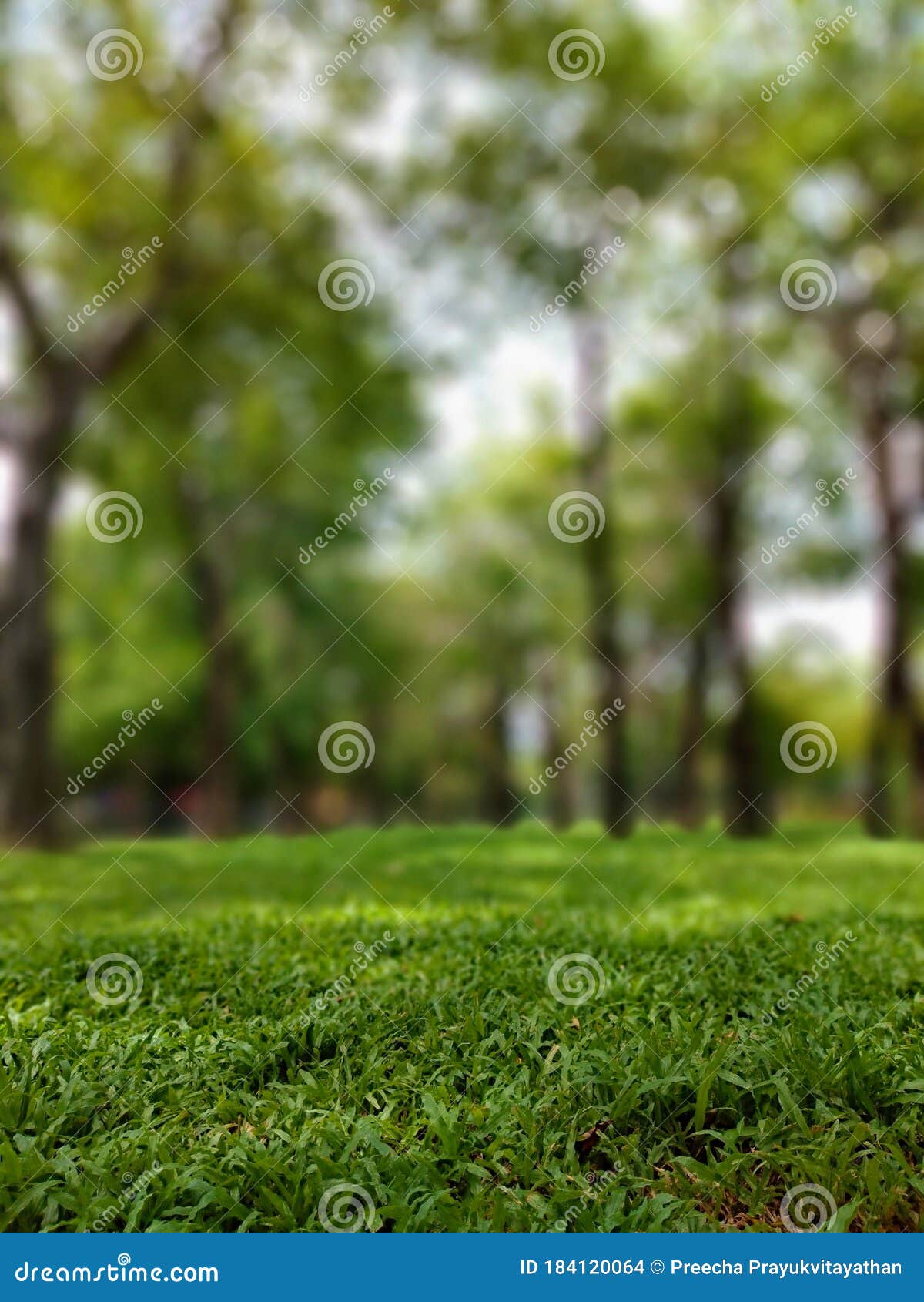 The Park is a Green Area that is Refreshing and Peaceful. Stock Photo ...