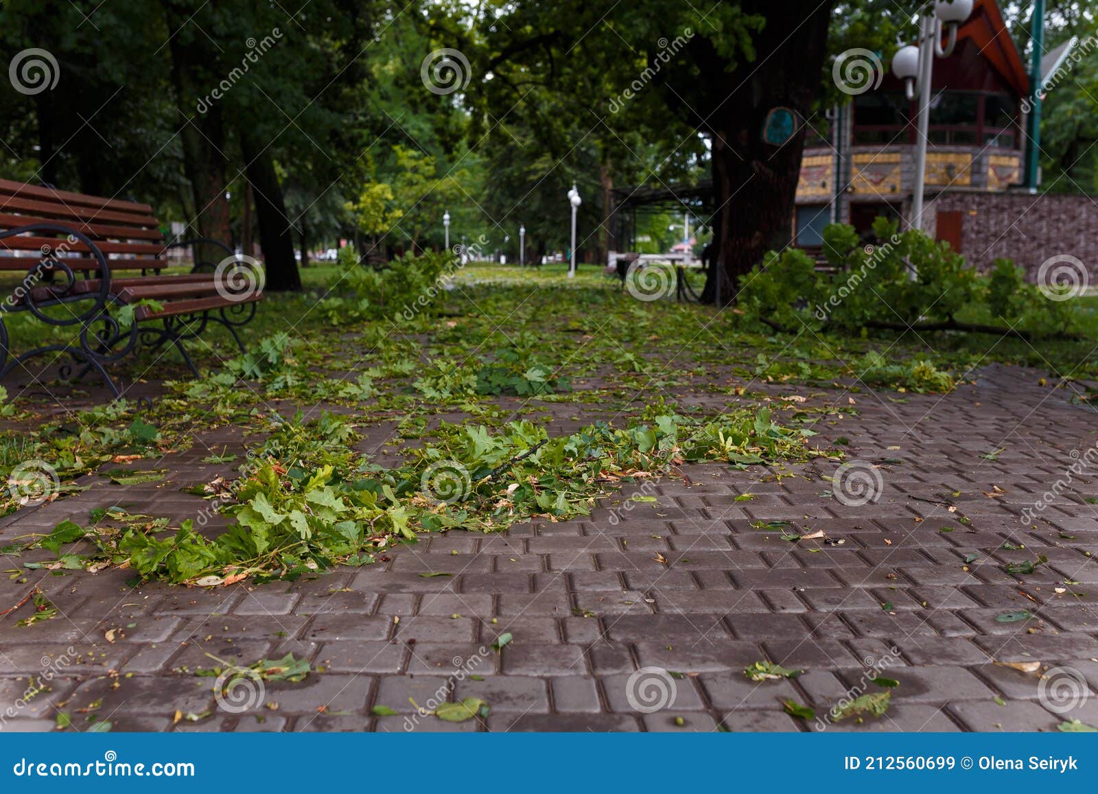 Park with Green Fallen Leaves and Branches. Thunderstorm, Heavy Rain ...
