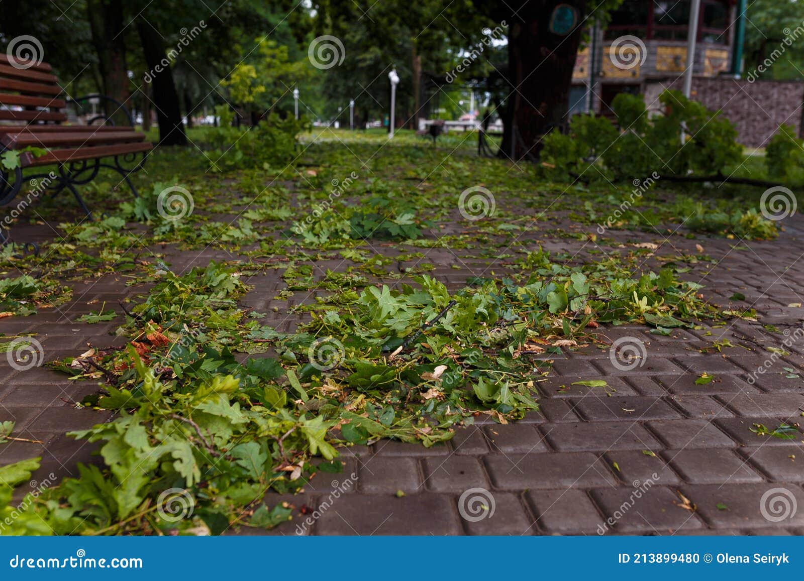 Park with Green Fallen Leaves and Branches. Thunderstorm, Heavy Rain ...