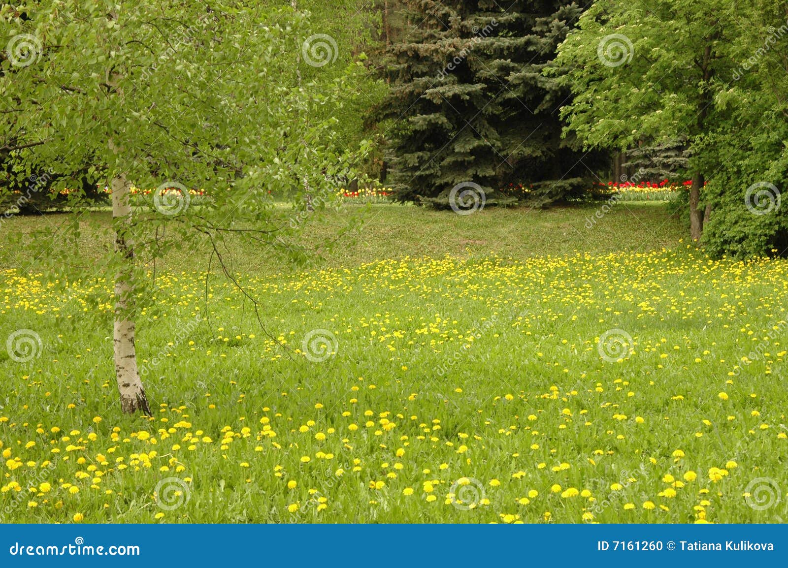 Park. Green grass. Spring stock photo. Image of birch - 7161260
