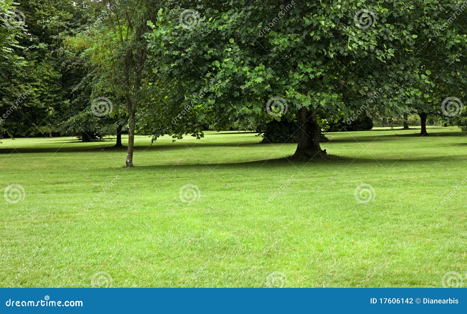 Park with Green Grass and Trees Stock Photo - Image of environment ...