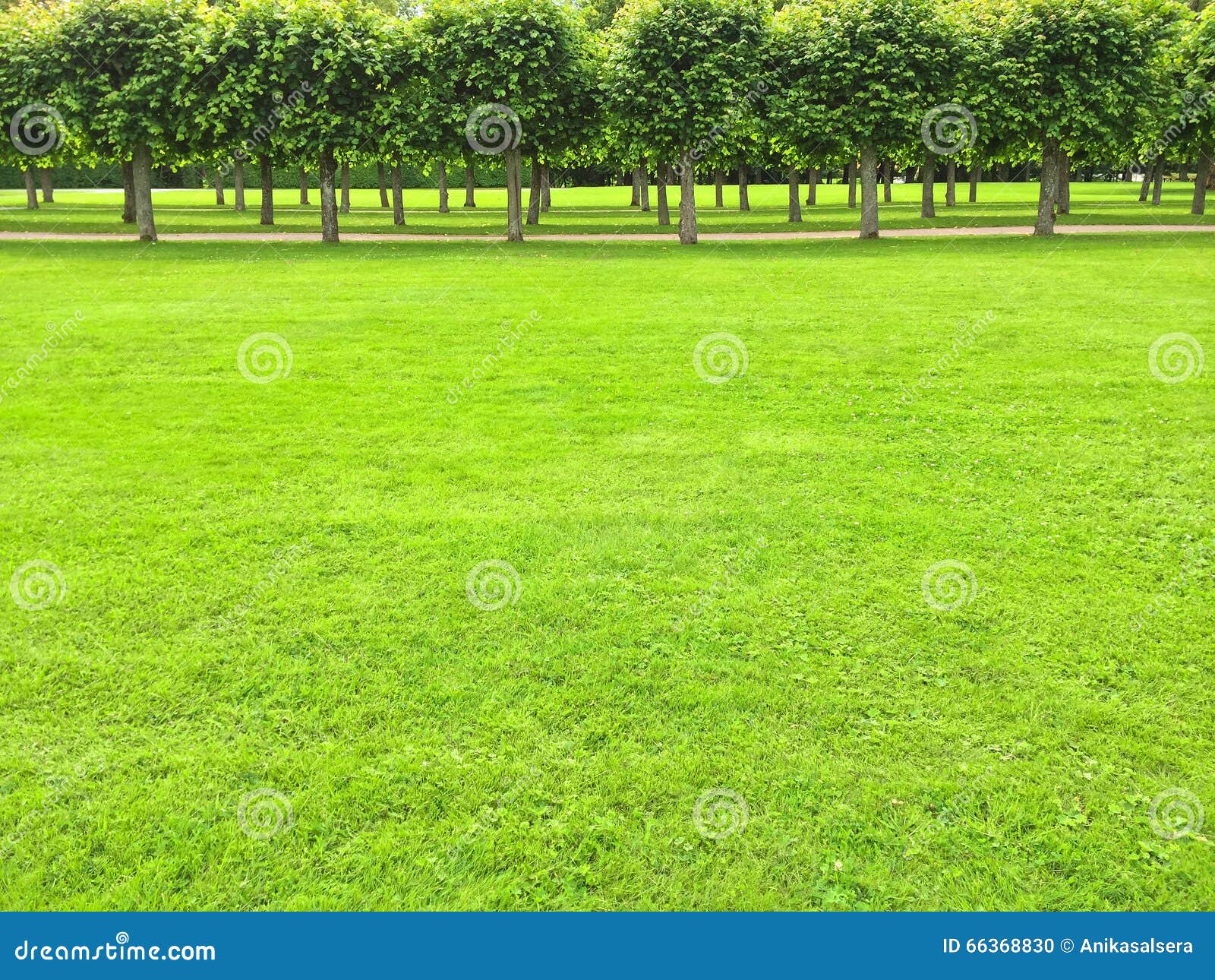 Linden Trees Royalty-Free Stock Photography | CartoonDealer.com #32654783