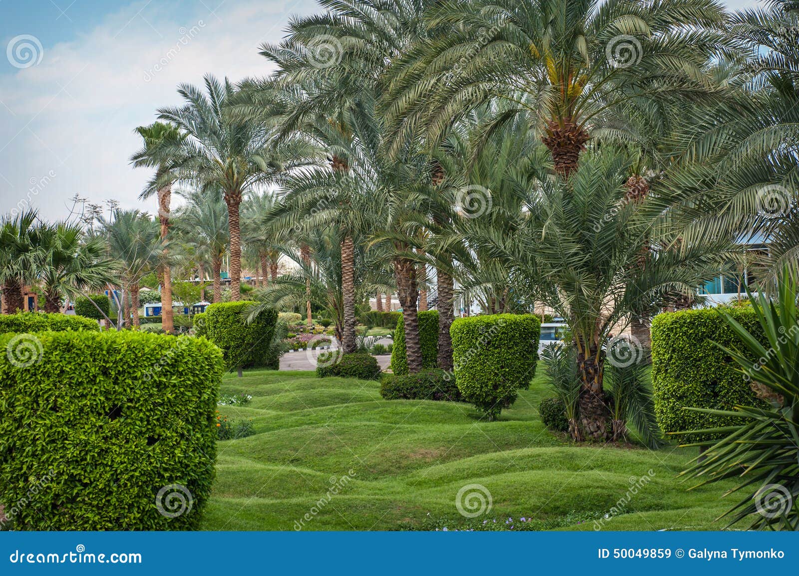 Park, Green Lawn, Palm Trees Stock Image - Image of outdoor, area: 50049859
