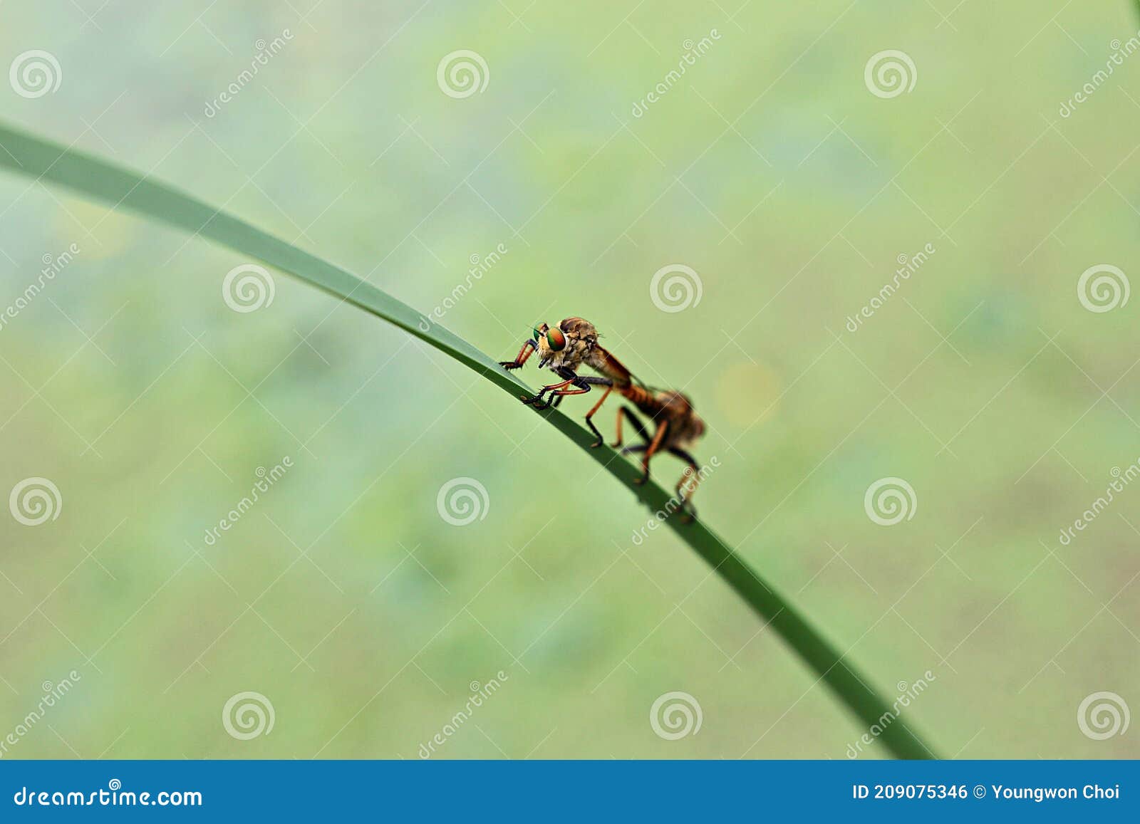 Mating of insects stock photo. Image of honey, nature - 209075346