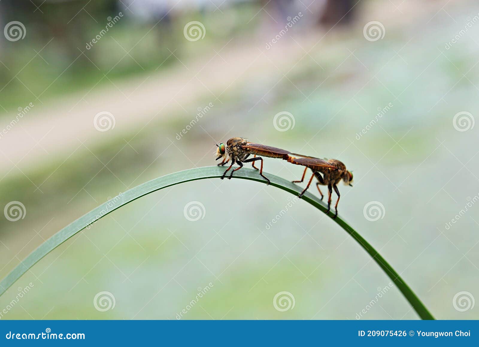 Mating of insects stock photo. Image of scenery, insects - 209075426