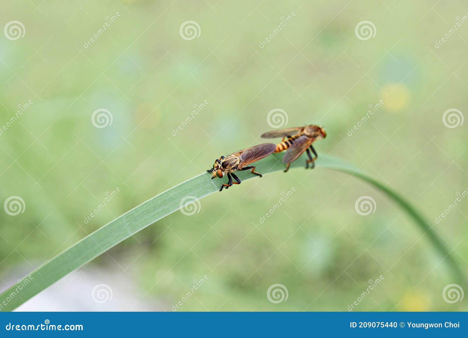 Mating of insects stock photo. Image of insects, honey - 209075440
