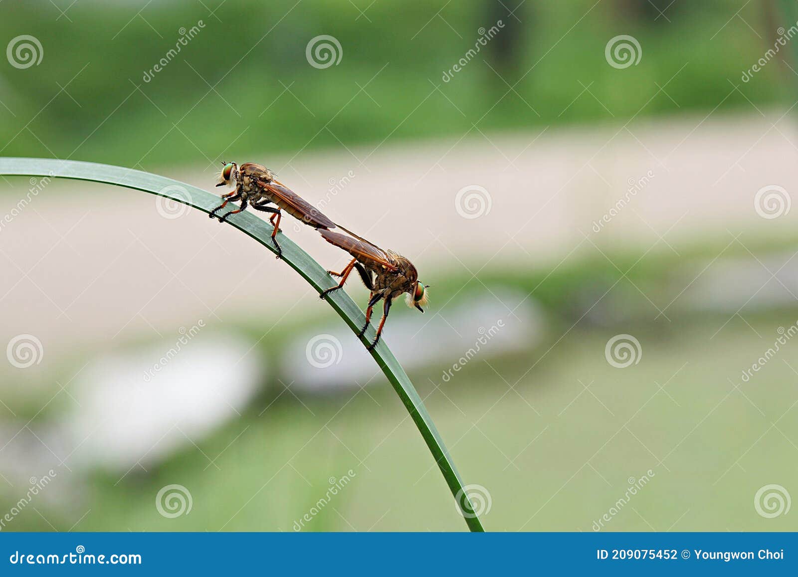 Mating of insects stock photo. Image of park, korea - 209075452