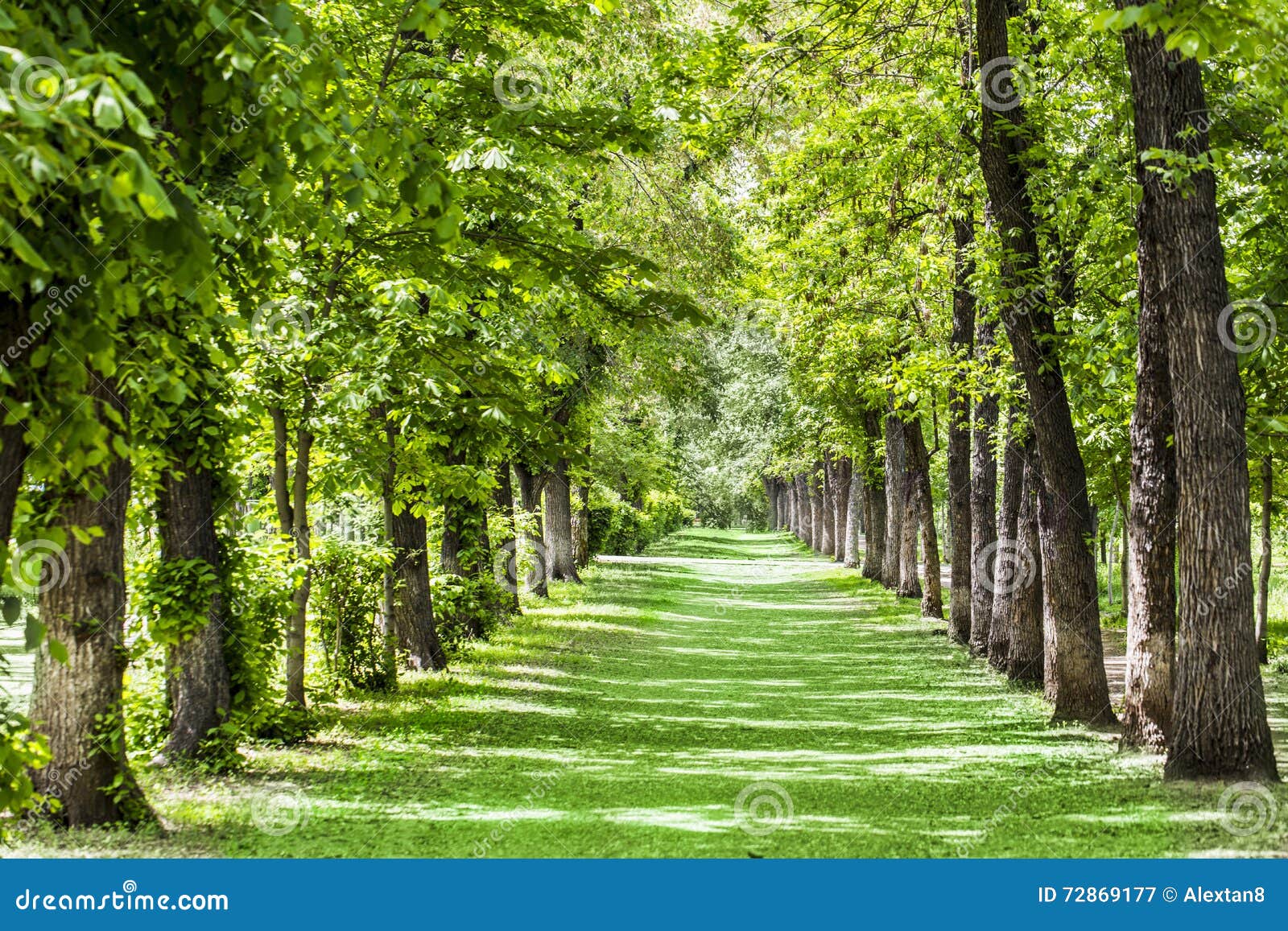 Park landscape allee stock image. Image of footpath, allee - 72869177